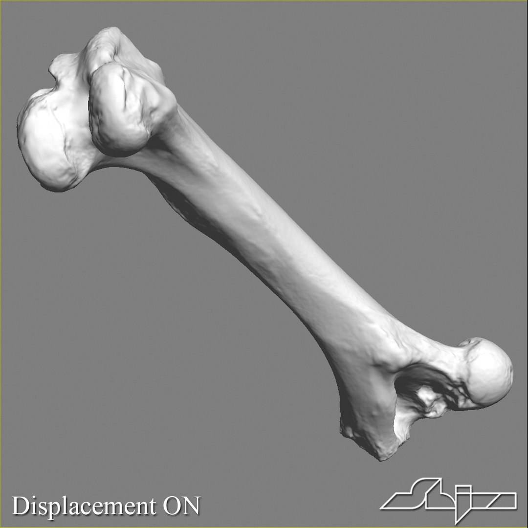 bull femur bone 3ds
