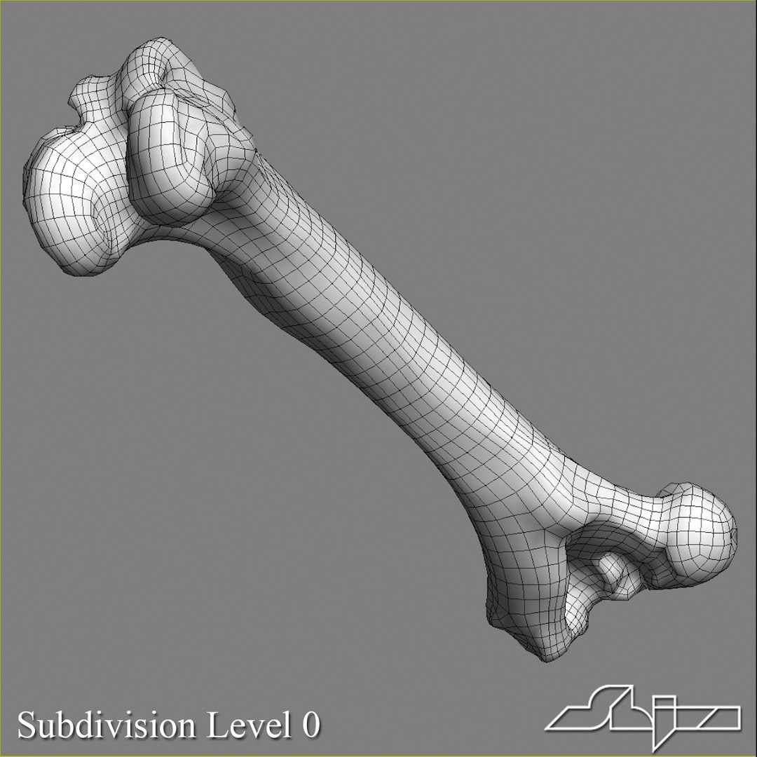 Bull Femur Bone 3ds