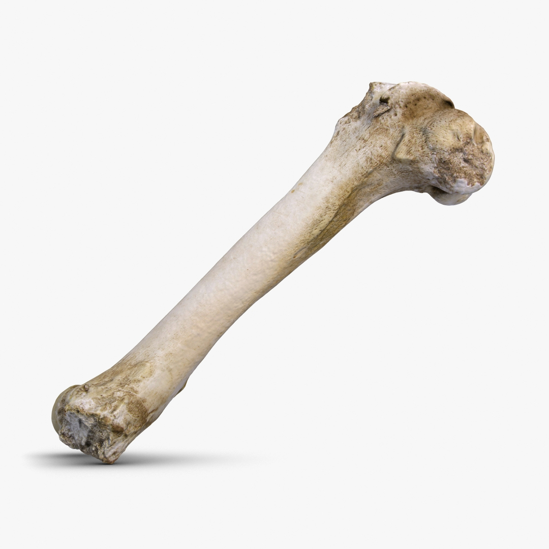 Bull Femur Bone 3ds