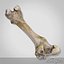 Bull Femur Bone 3ds