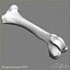 Bull Femur Bone 3ds