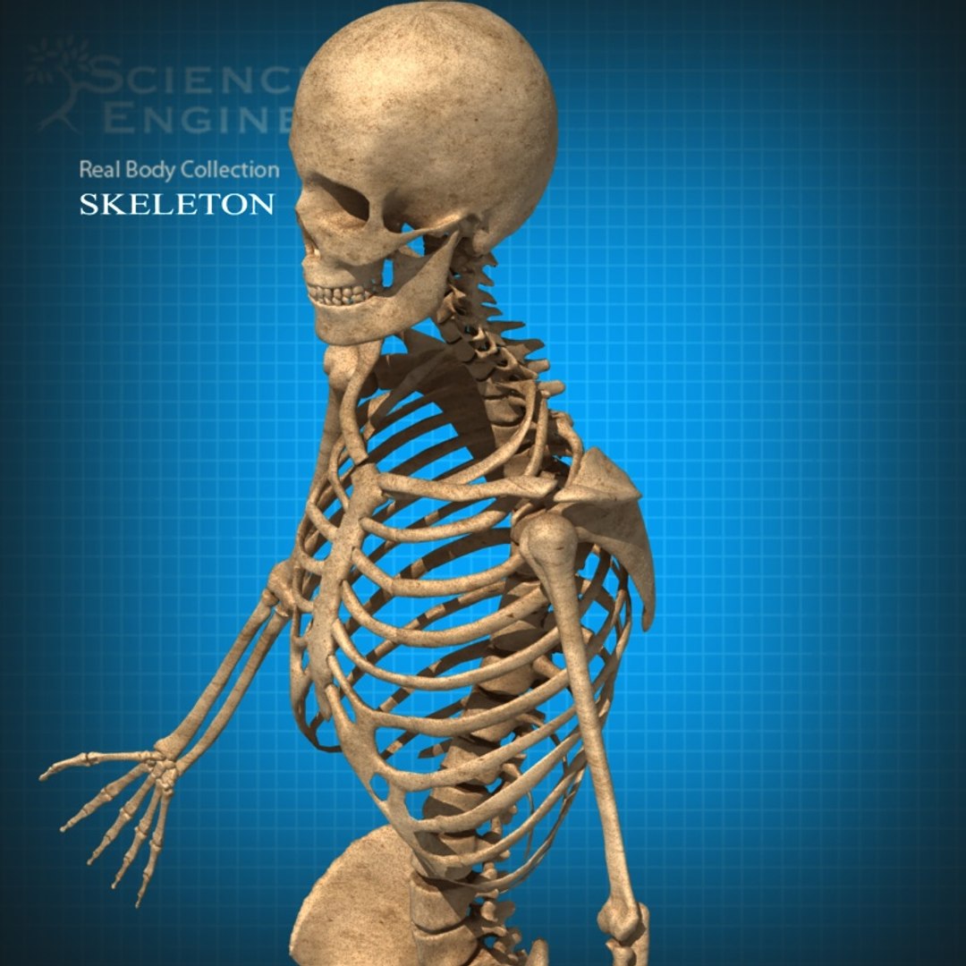 Maya Skeleton