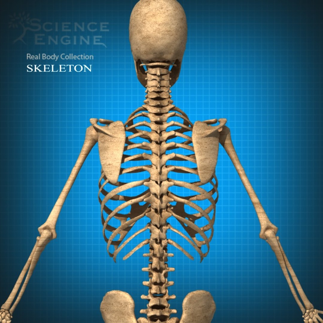 Maya Skeleton