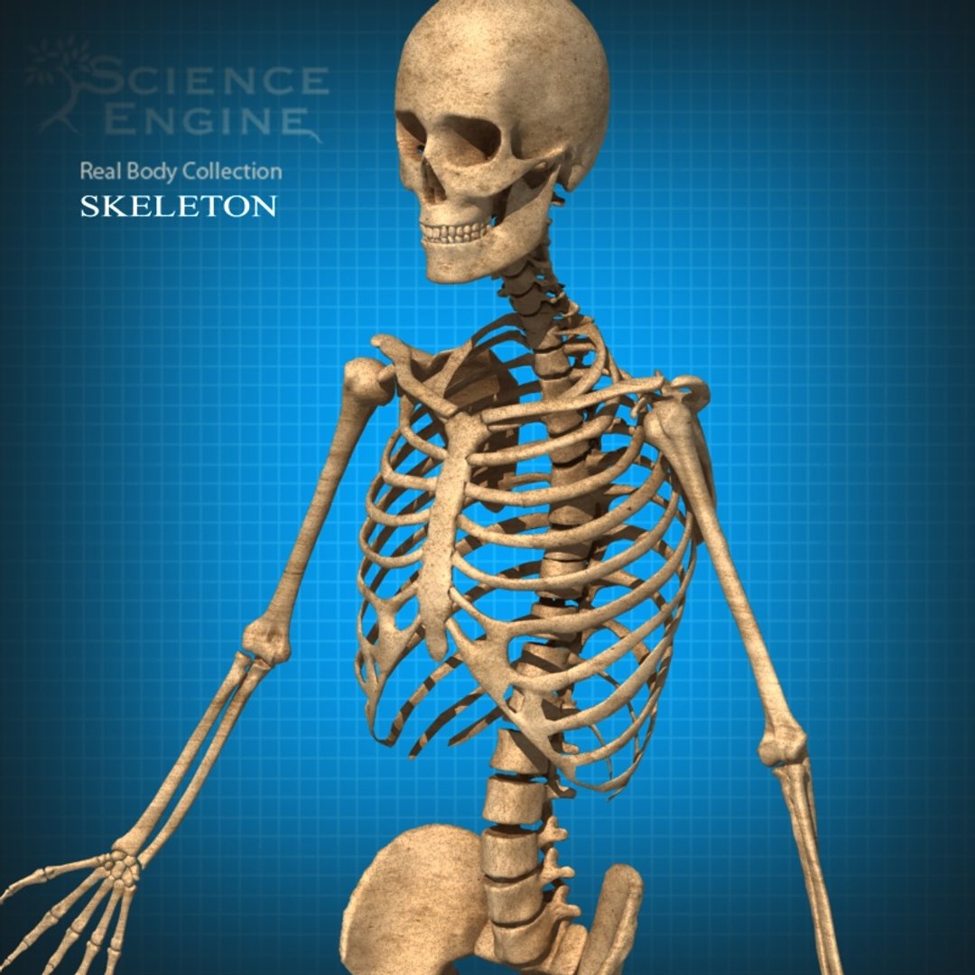 Maya Skeleton