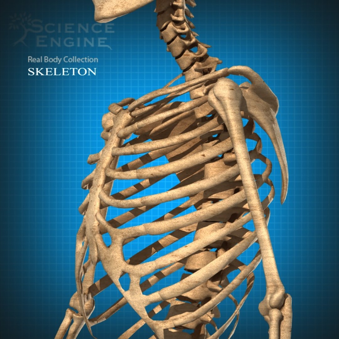 Maya Skeleton