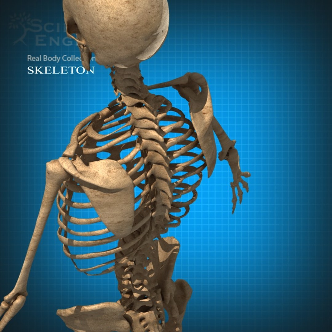 Maya Skeleton