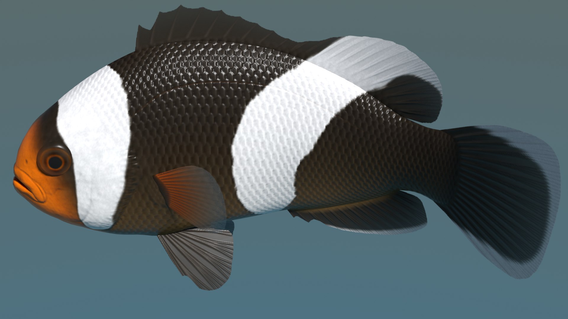 Saddleback Clownfish 3d 3ds