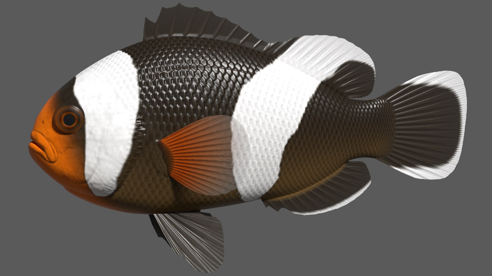 Saddleback Clownfish 3d 3ds