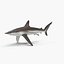 3d Model Of Sharks 2
