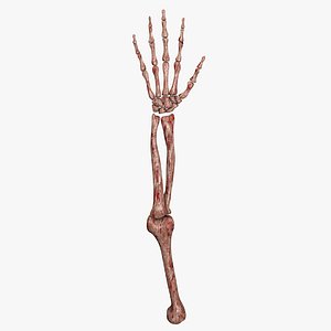 Anatomy 3D Models for Download | TurboSquid