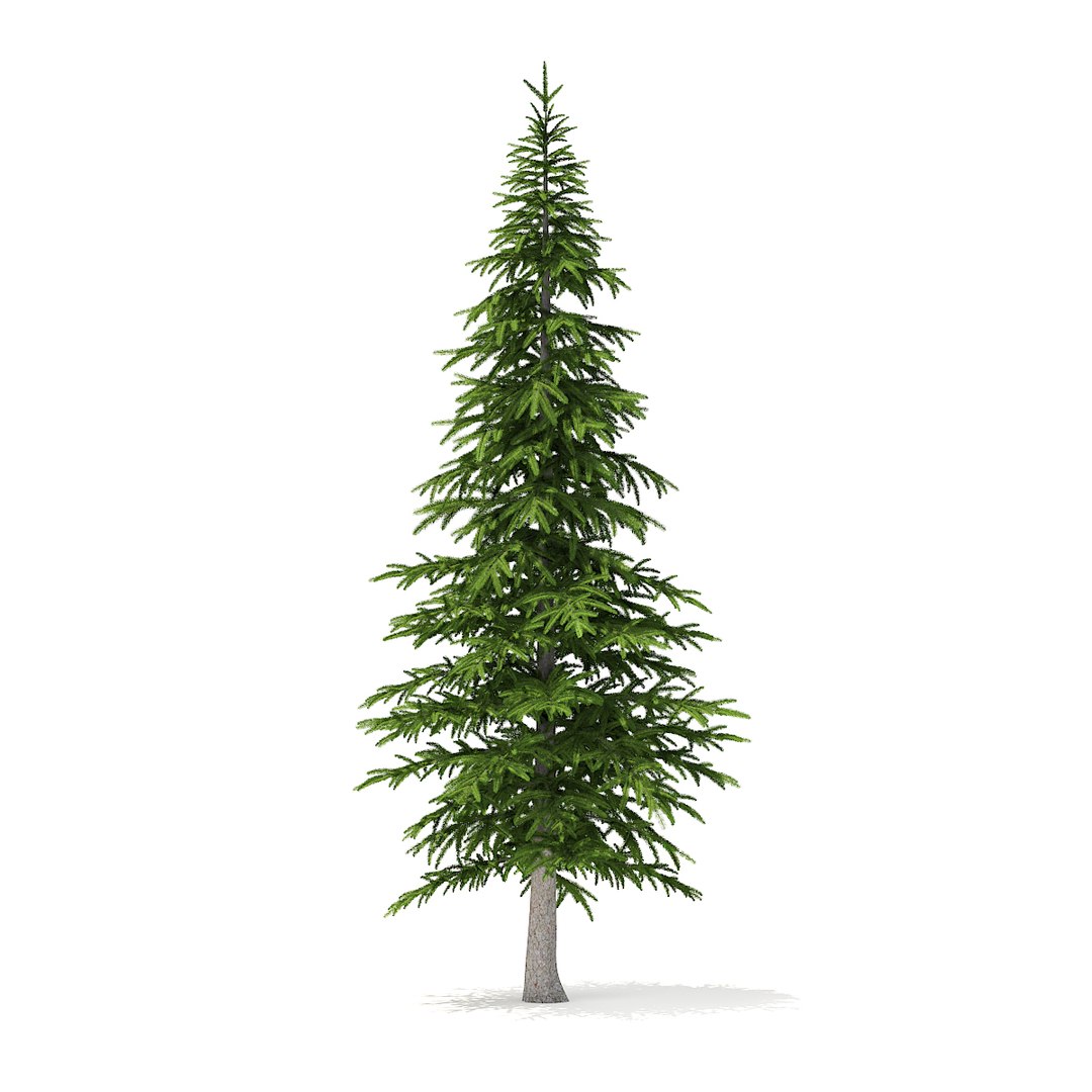 3D fir tree 4 5m - TurboSquid 1273687