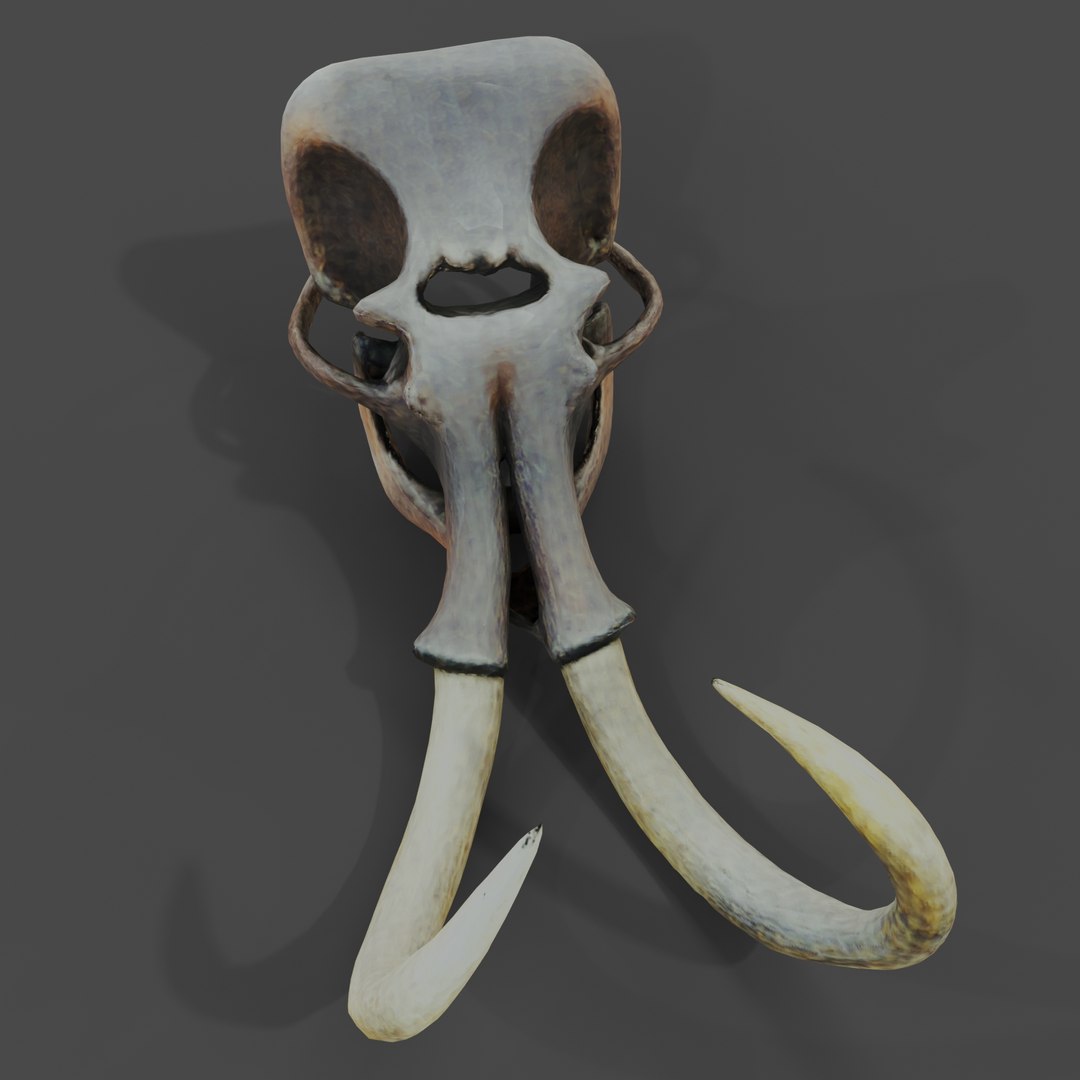 3D Model Mammoth Skull - TurboSquid 2515301