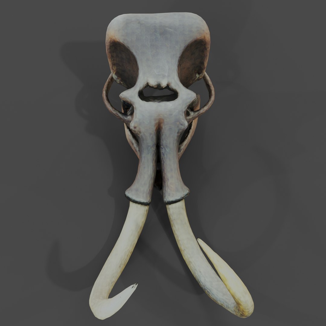 3D Model Mammoth Skull - TurboSquid 2515301