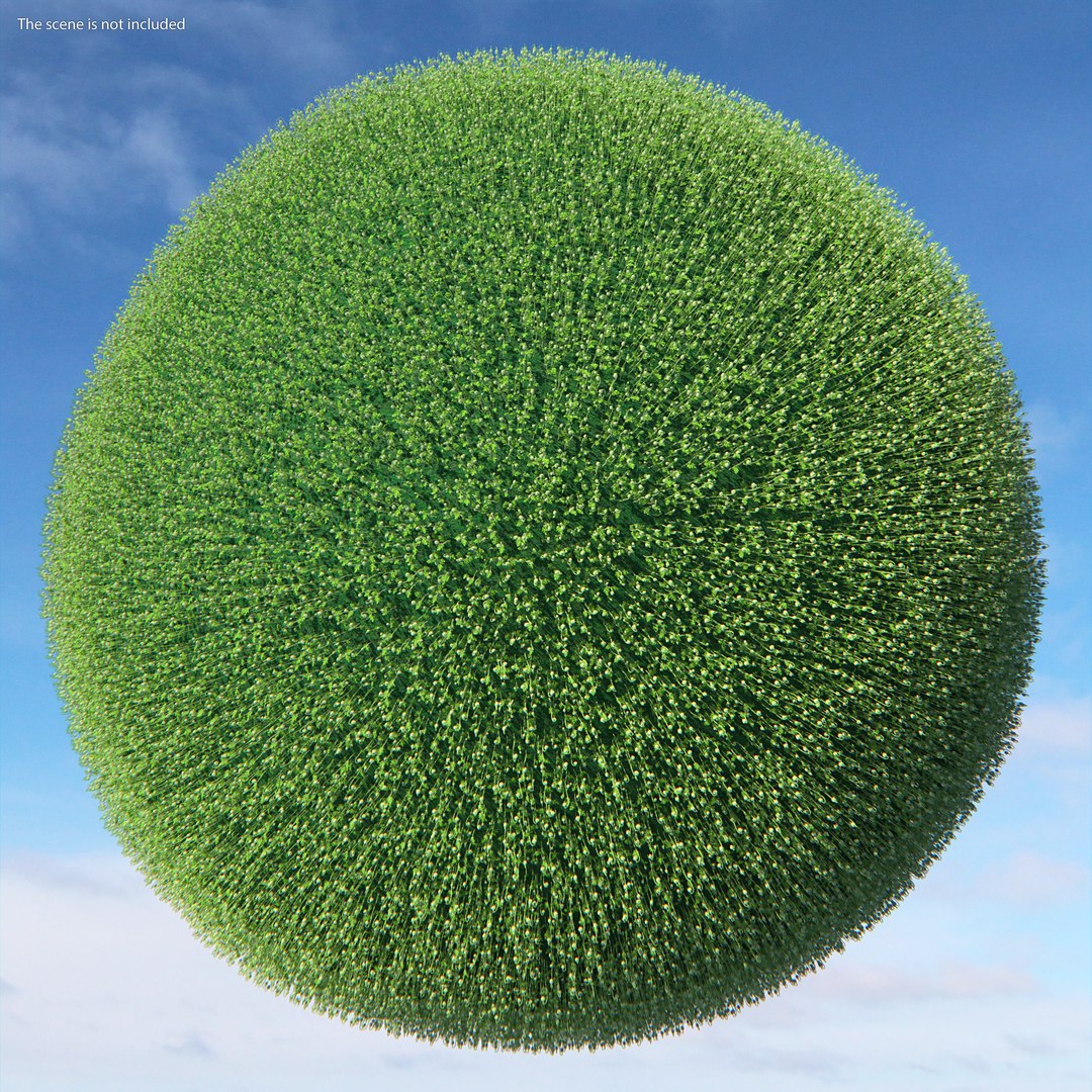 Young poppy flower bud 3D model - TurboSquid 1581003