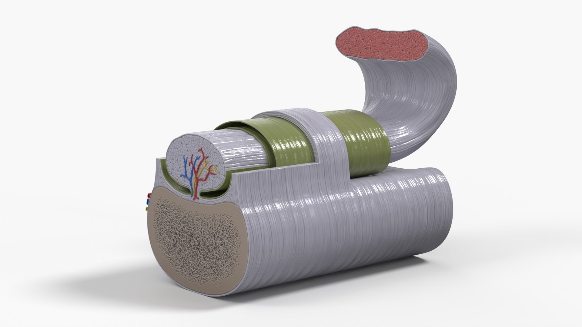3D Tendon Anatomy Structure CrossSection - TurboSquid 2509299
