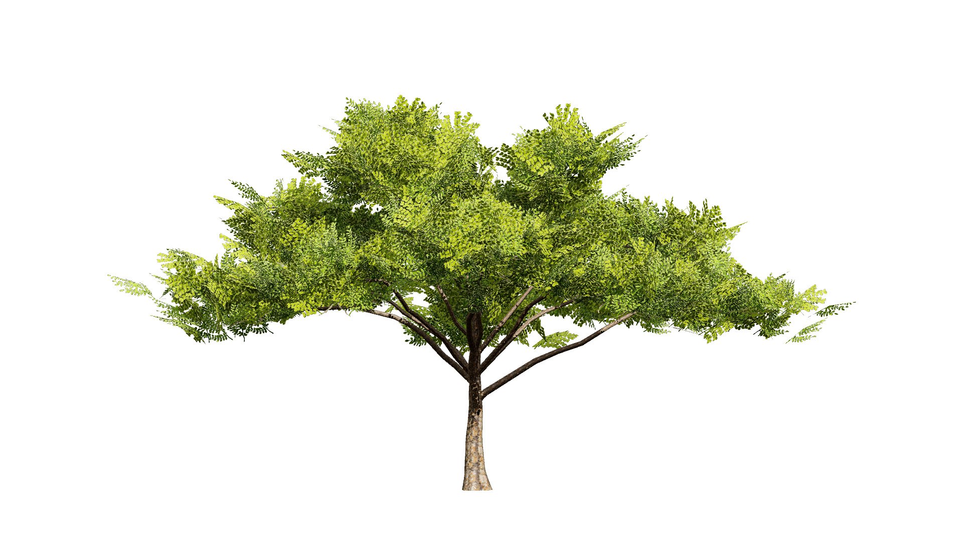 Tropical Rain Tree 3D 3D Model - TurboSquid 2331930