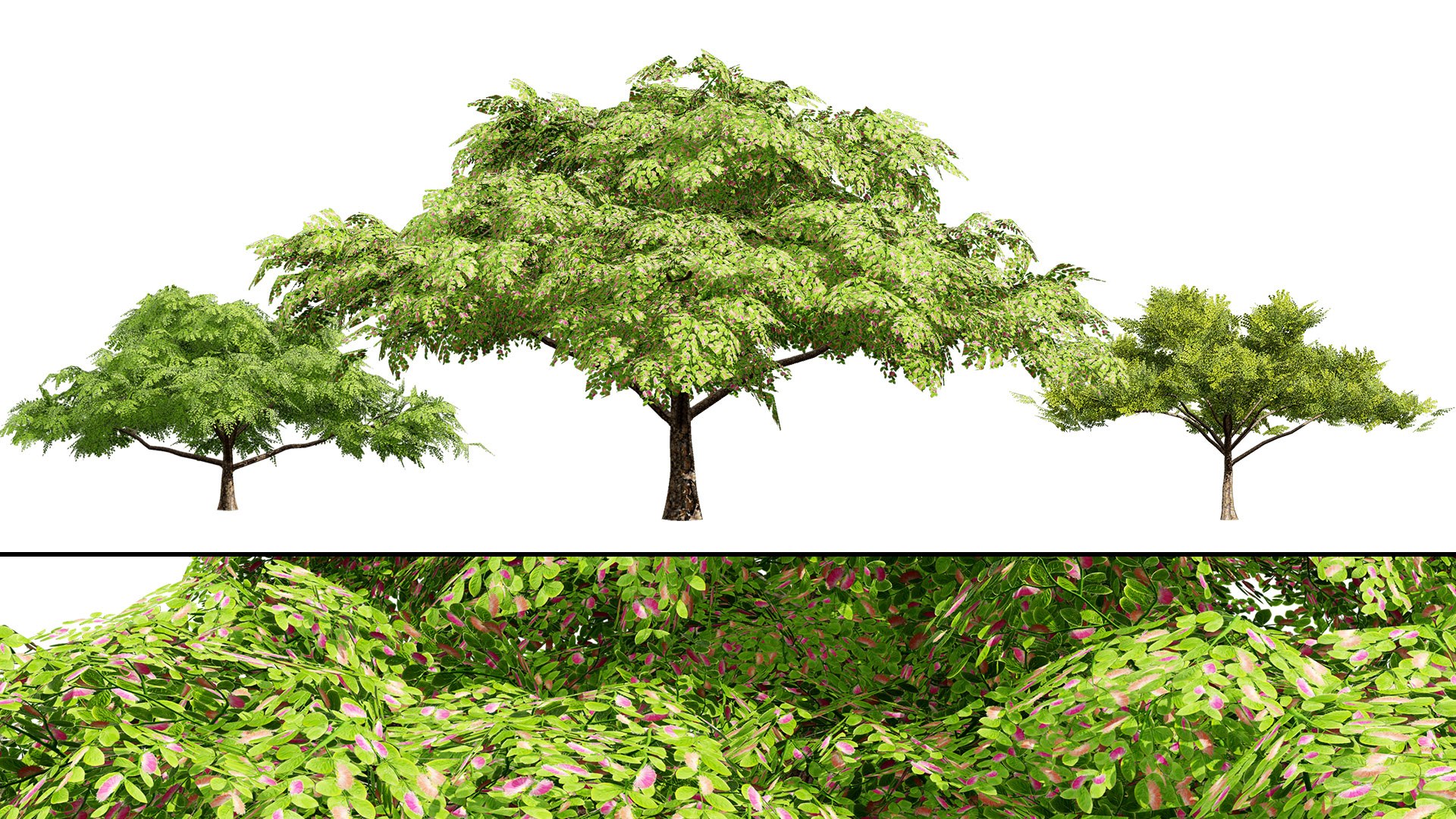 Tropical Rain Tree 3D 3D Model - TurboSquid 2331930