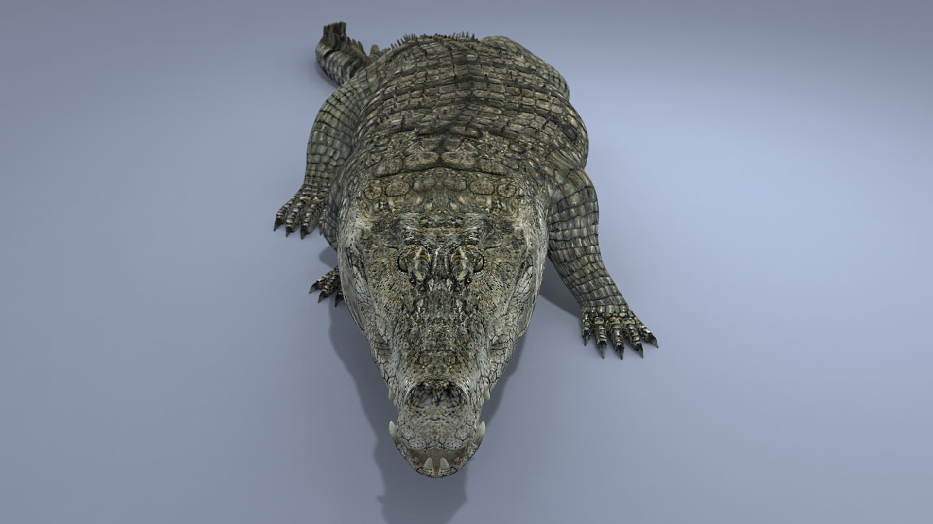 Realistic Crocodile Animation 3d Model