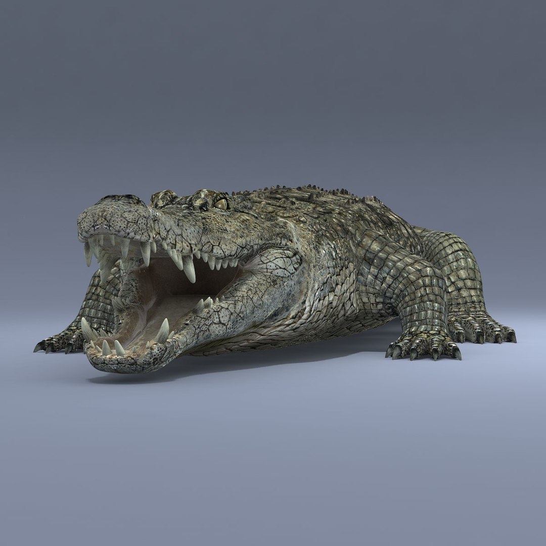 realistic crocodile animation 3d model