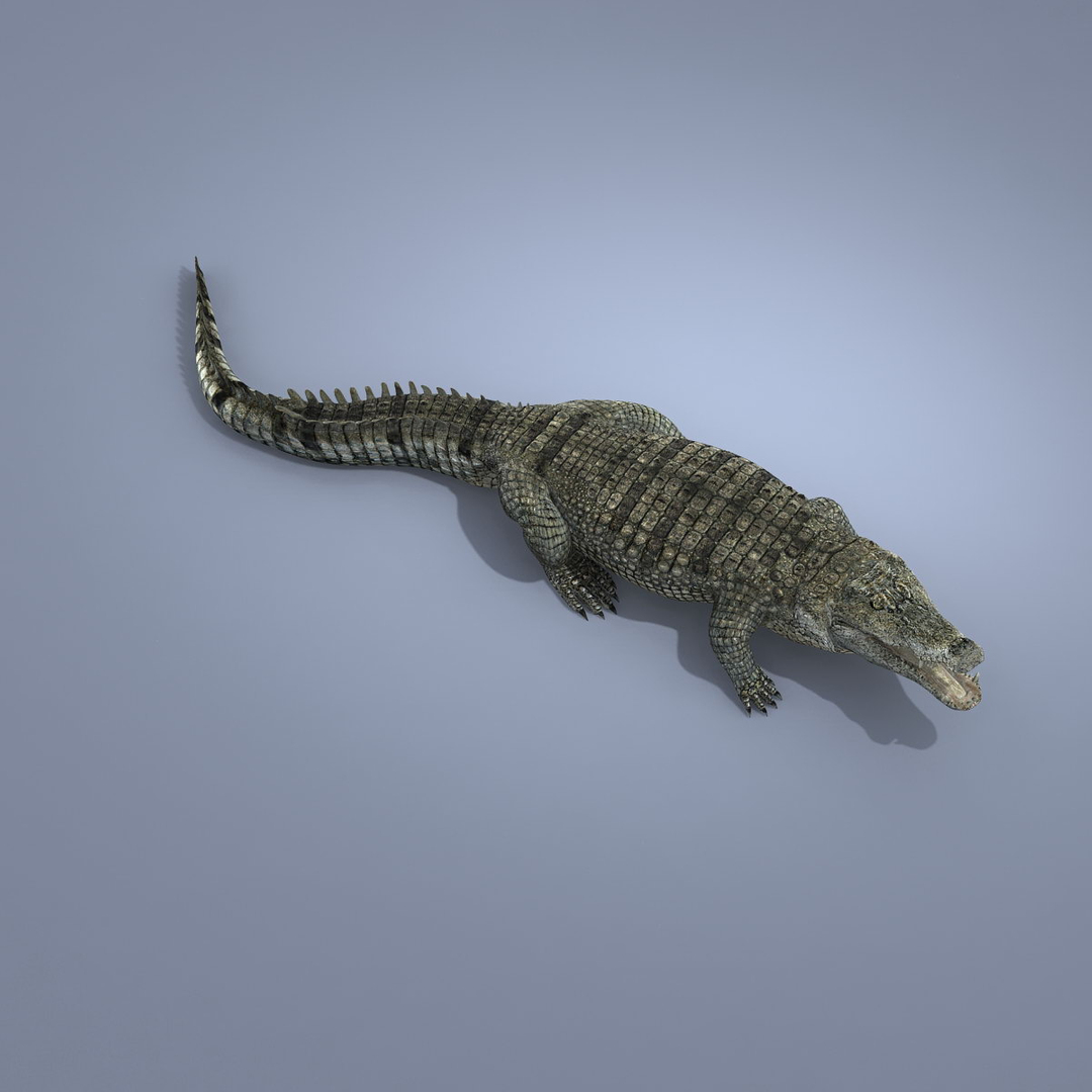 Realistic Crocodile Animation 3d Model