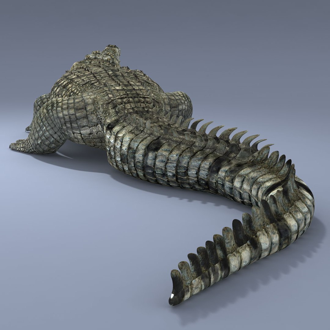 realistic crocodile animation 3d model