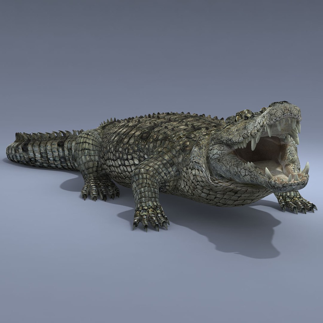 Realistic Crocodile Animation 3d Model