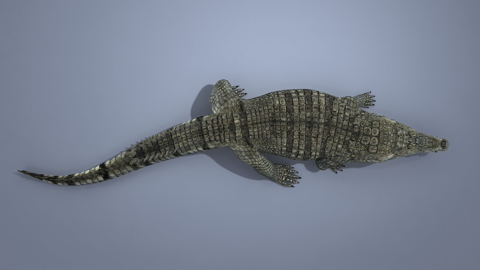 Realistic Crocodile Animation 3d Model