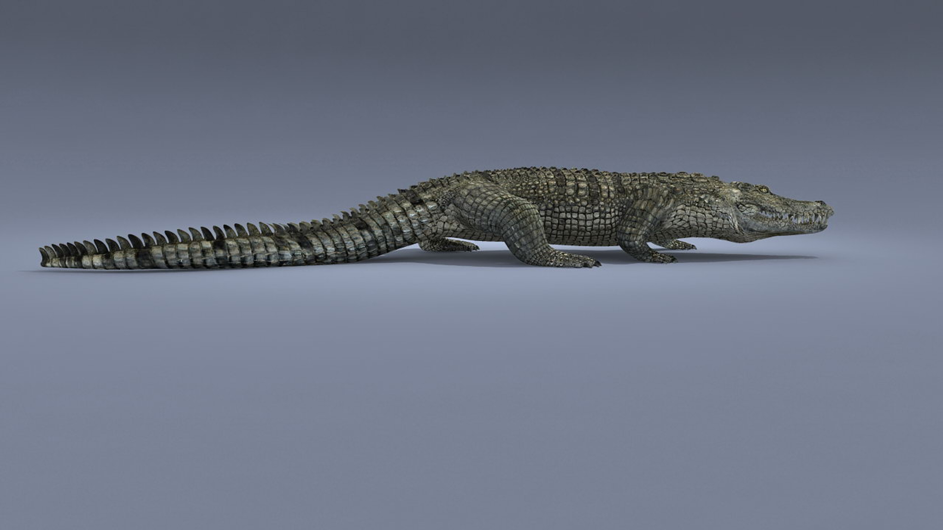 Realistic Crocodile Animation 3d Model