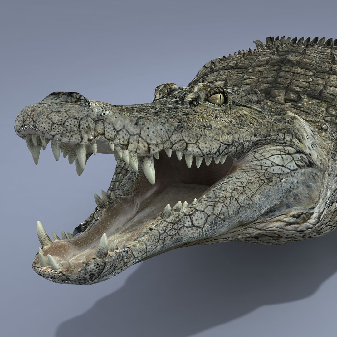 Realistic Crocodile Animation 3d Model