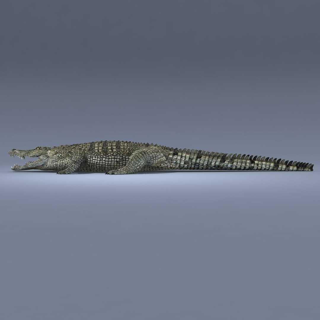 realistic crocodile animation 3d model