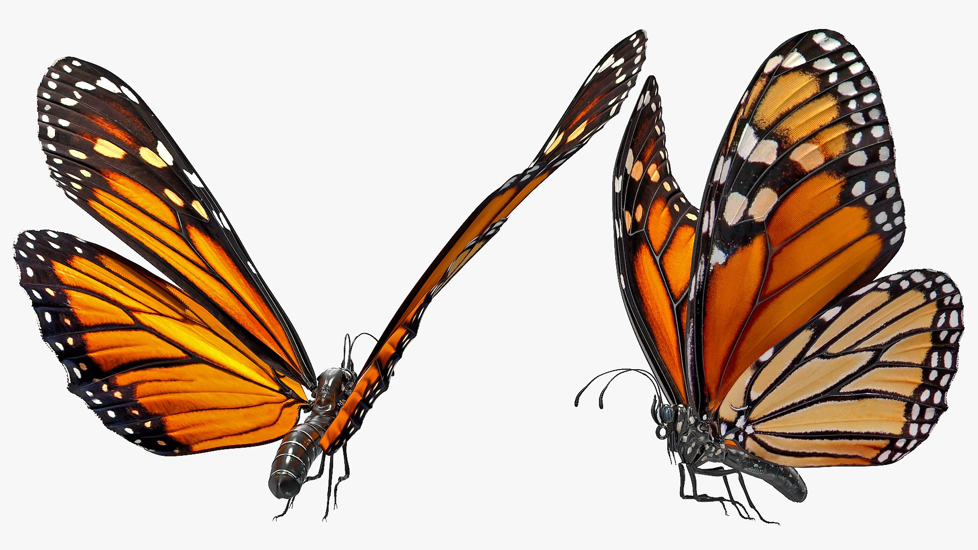 Monarch Butterfly Drawing Flying