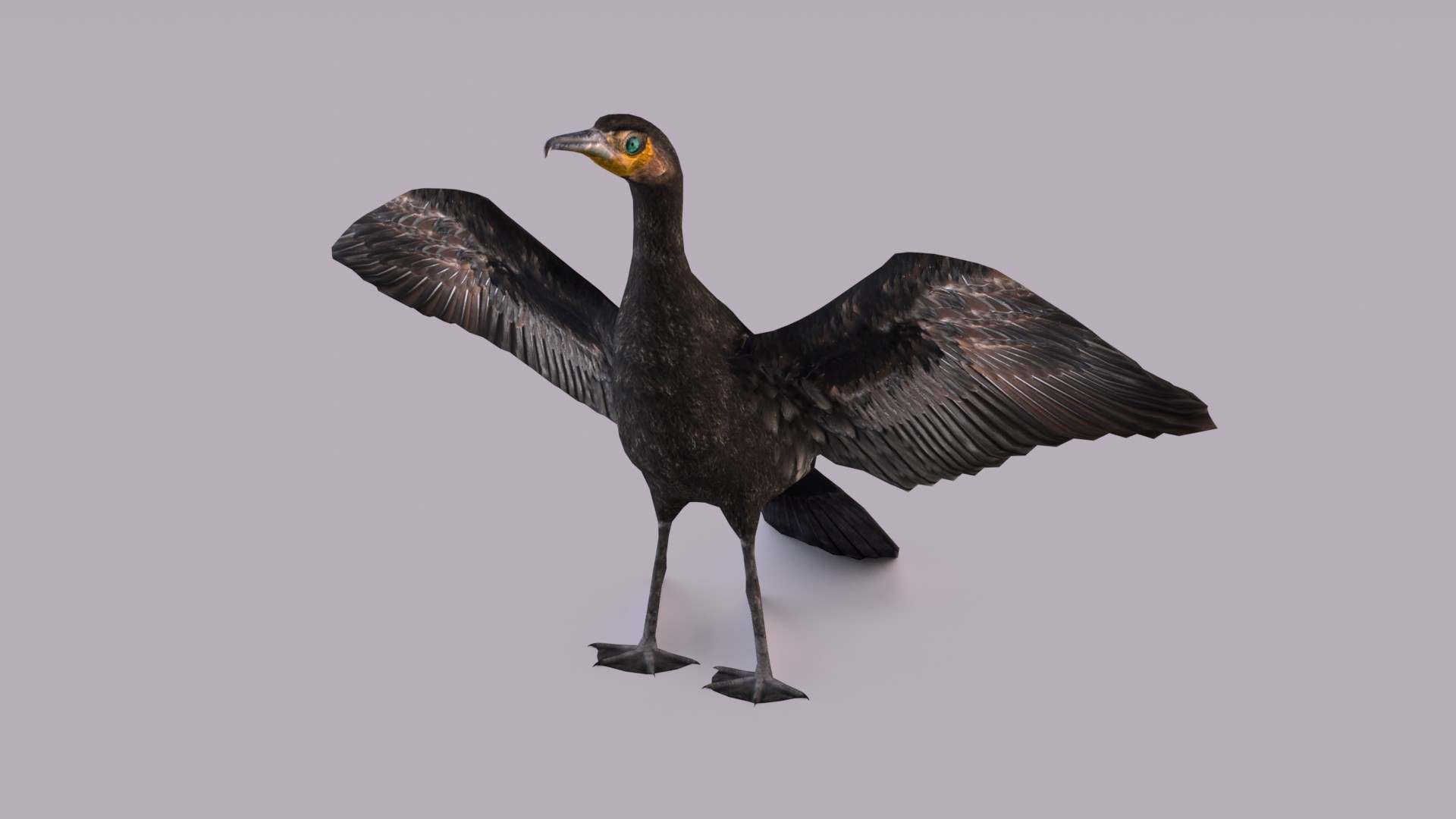 Sea And Shore Birds 3D Model - TurboSquid 1999417