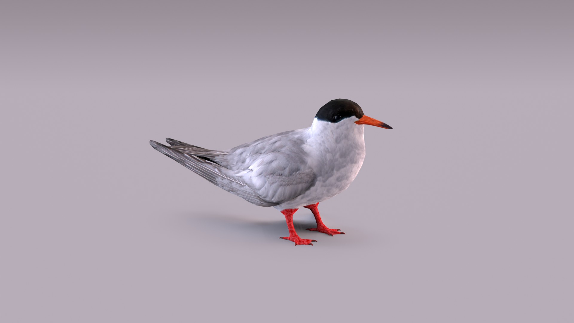 Sea And Shore Birds 3D Model - TurboSquid 1999417