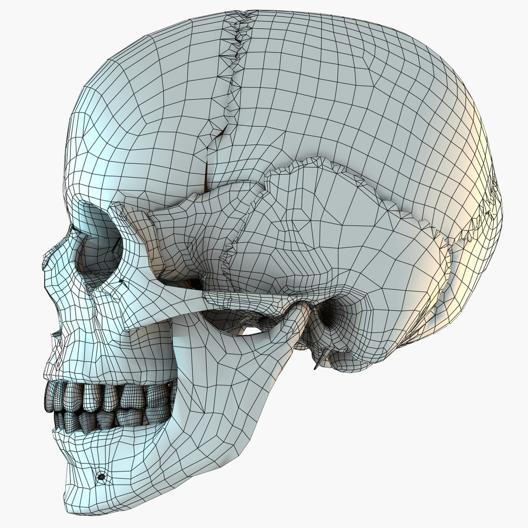 3d Model Human Skull