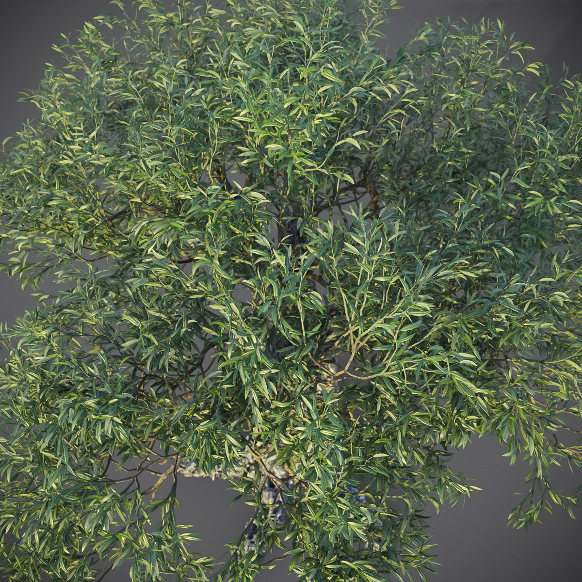 XfrogPlants Olive - Olea Europaea 3D model - TurboSquid 1736120