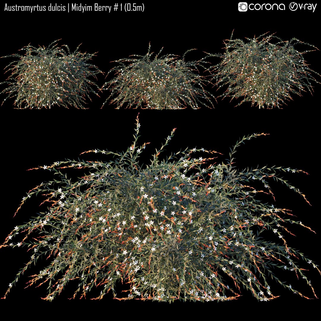 3D Midyim Berry Model - TurboSquid 1786018