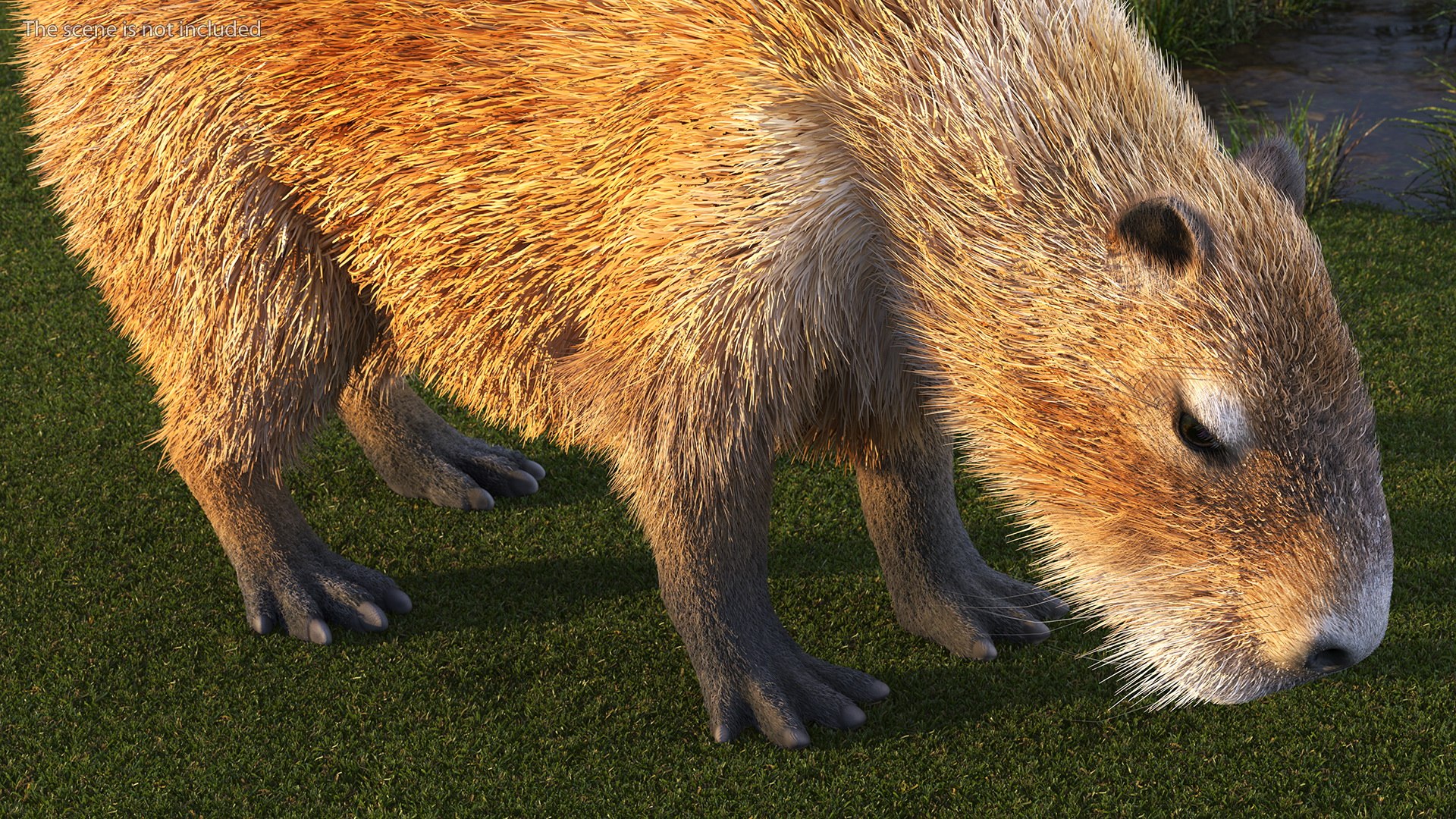 3D Capybara Fur Rigged model - TurboSquid 1951701