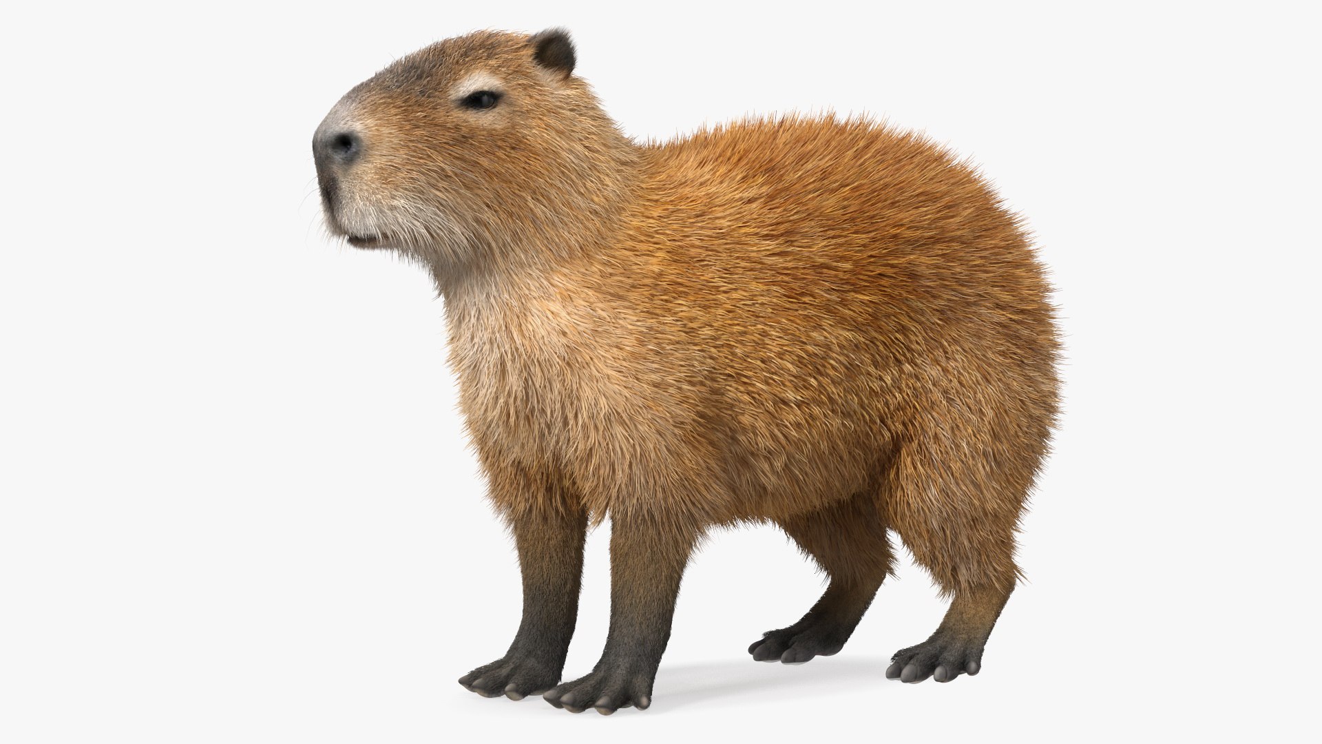 Capybara Fur Rigged Model 3D - TurboSquid 1951701