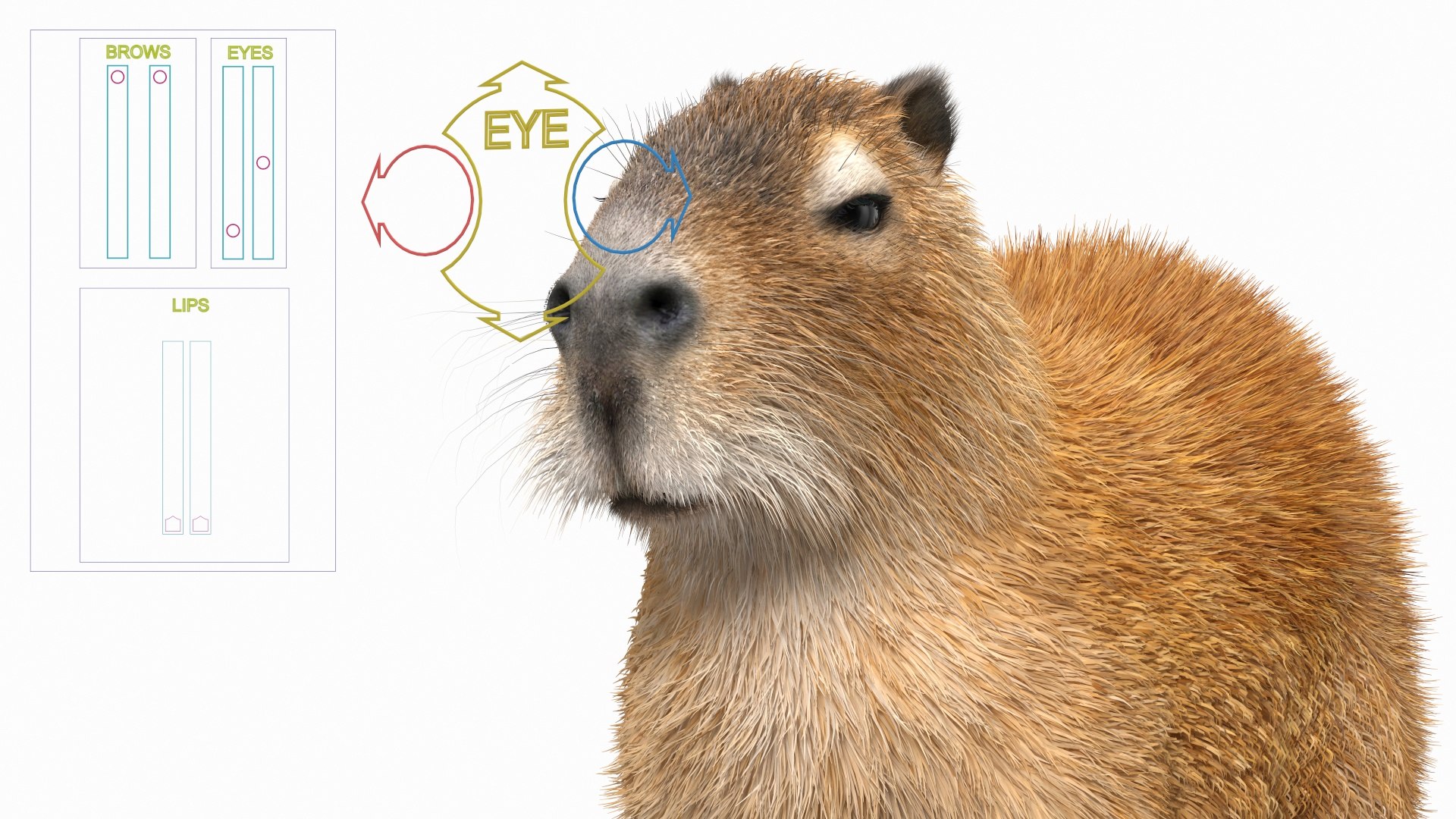 3D Capybara Fur Rigged model - TurboSquid 1951701
