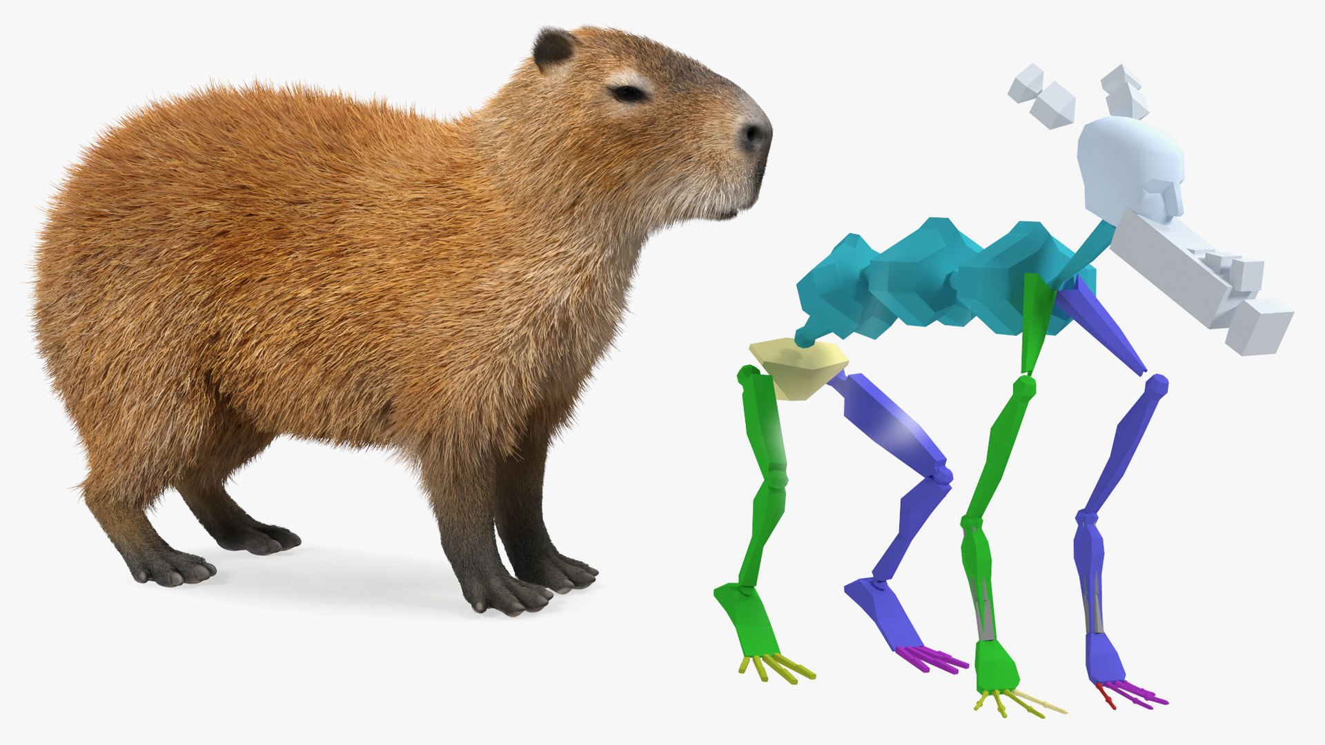 3D Capybara Fur Rigged model - TurboSquid 1951701
