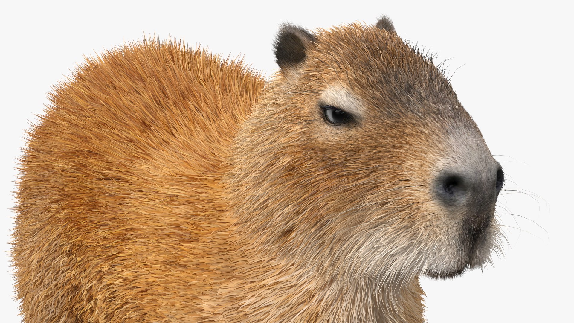 3D Capybara Fur Rigged model - TurboSquid 1951701