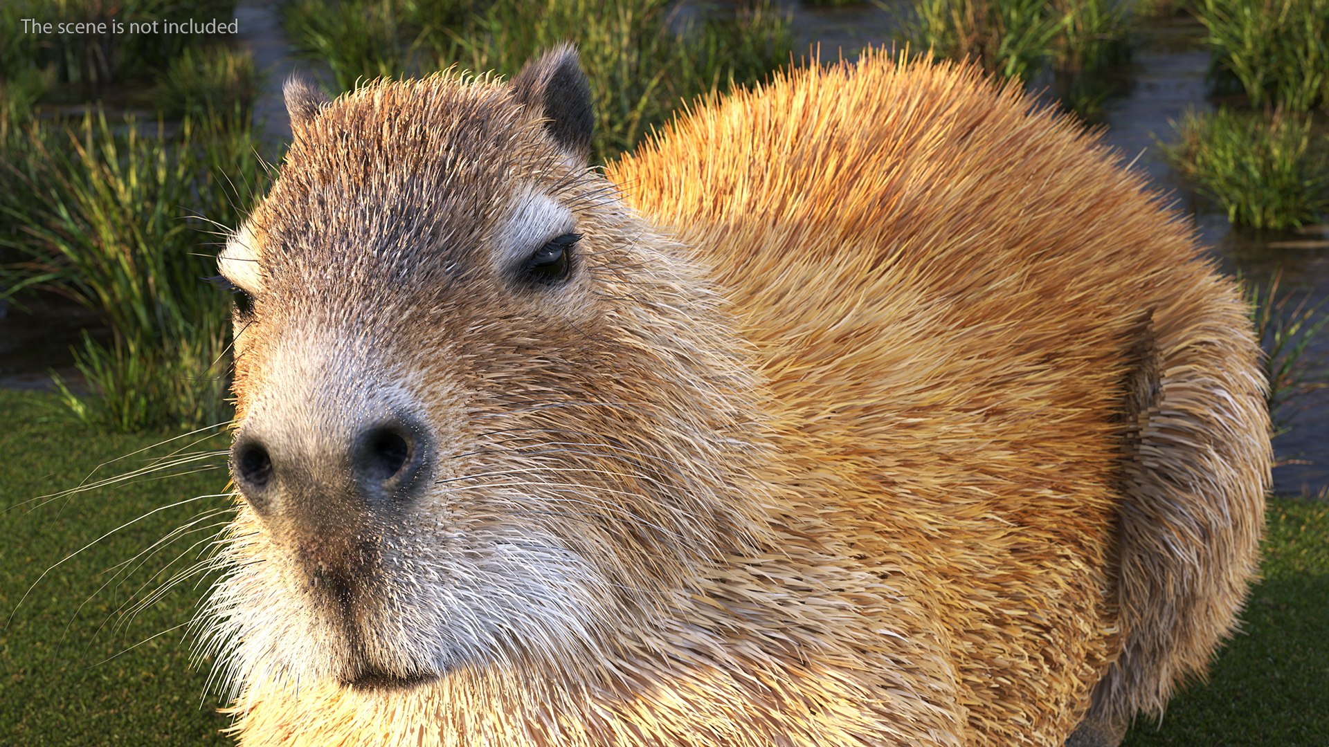 3D Capybara Fur Rigged model - TurboSquid 1951701