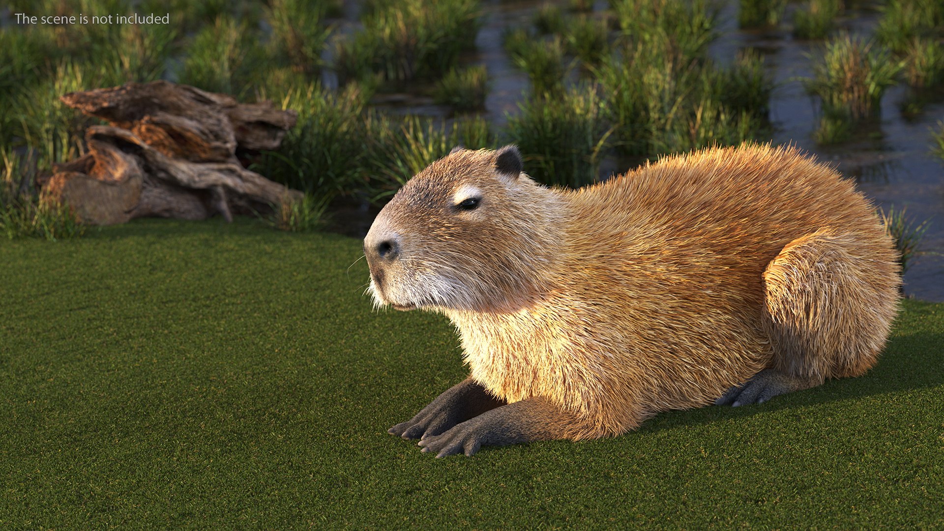3D Capybara Fur Rigged model - TurboSquid 1951701