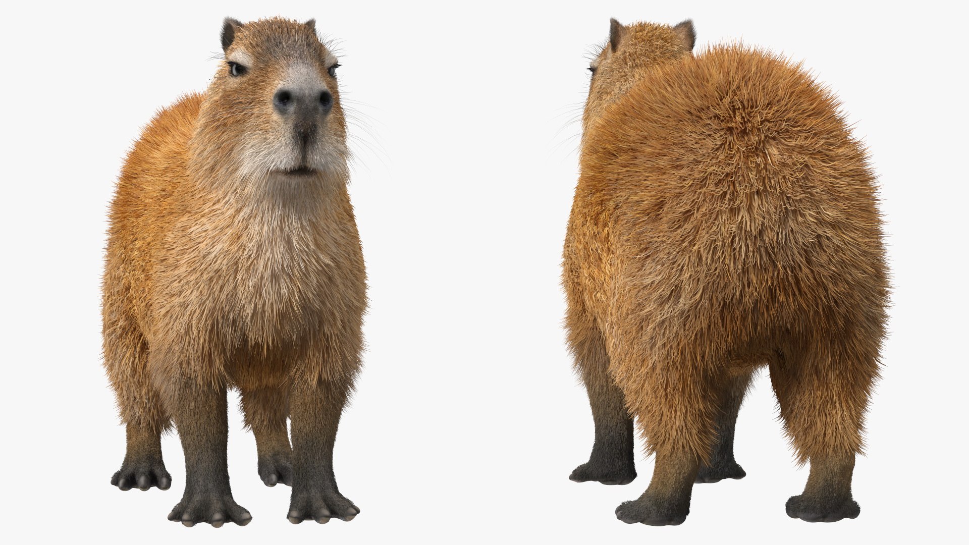 3D Capybara Fur Rigged model - TurboSquid 1951701