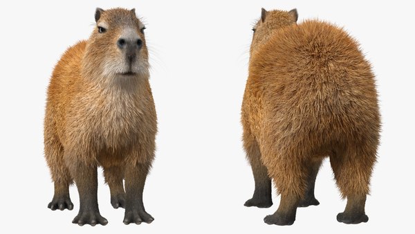 modelo 3d Piel de capibara aparejada - TurboSquid 1951701
