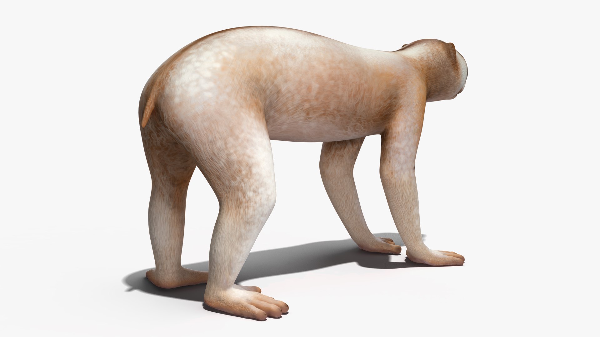 Bengal Slow Loris Model - TurboSquid 2143528