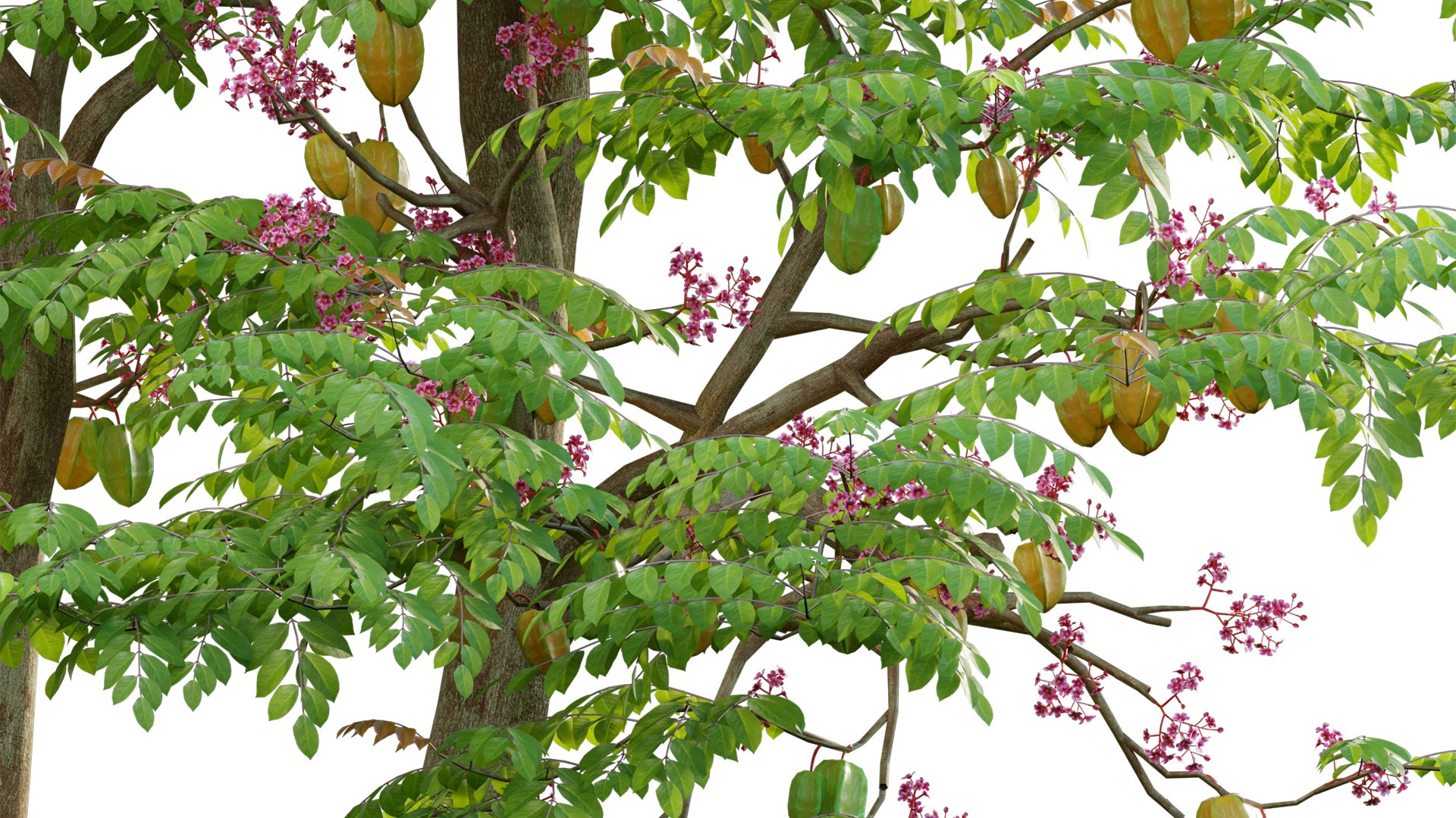 3D Model Averrhoa Carambola - Starfruit Tree 02 - TurboSquid 1862753