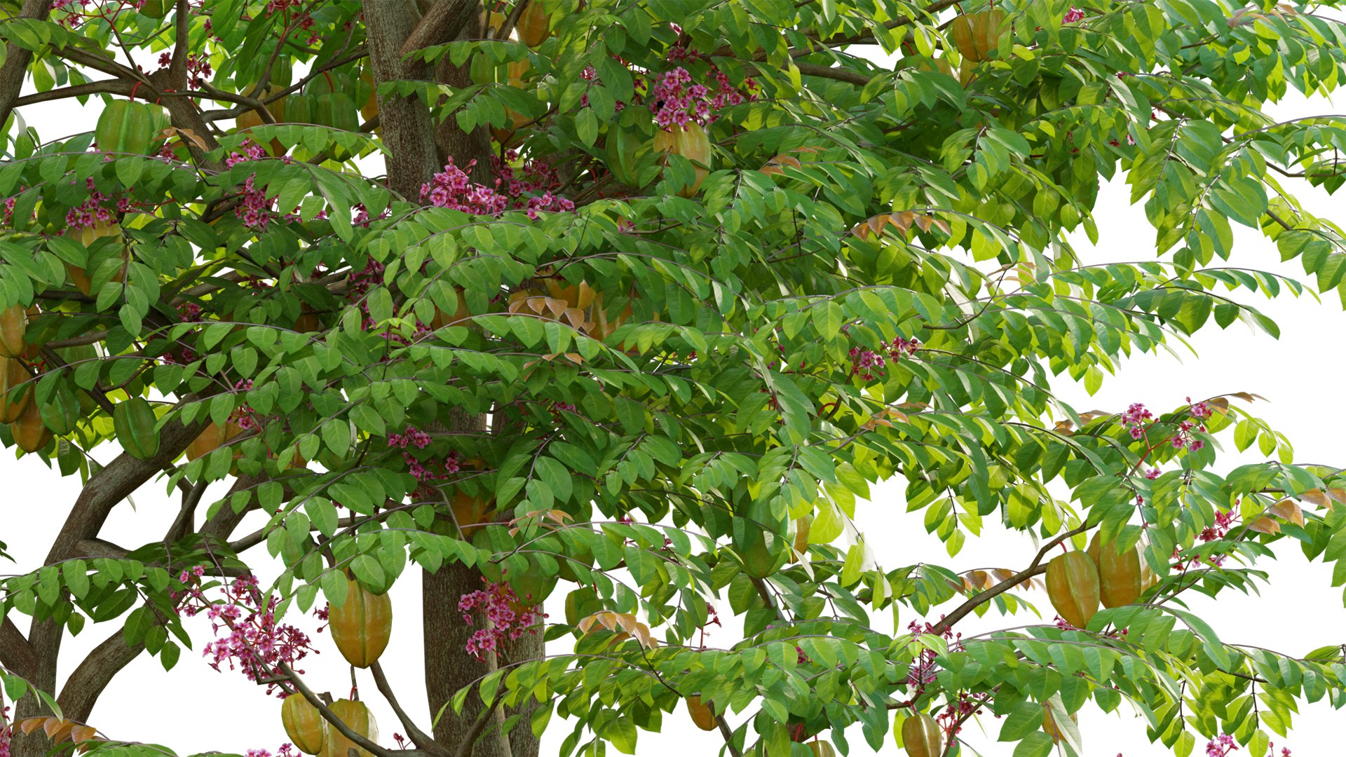 3D Model Averrhoa Carambola - Starfruit Tree 02 - TurboSquid 1862753