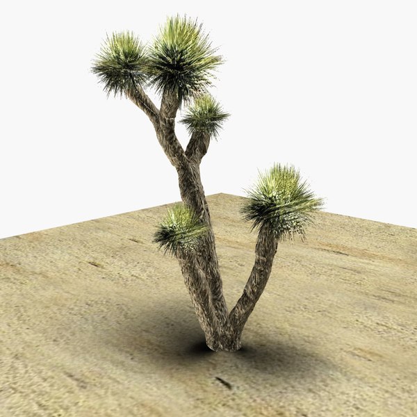 Tree Joshua 3D Models for Download | TurboSquid