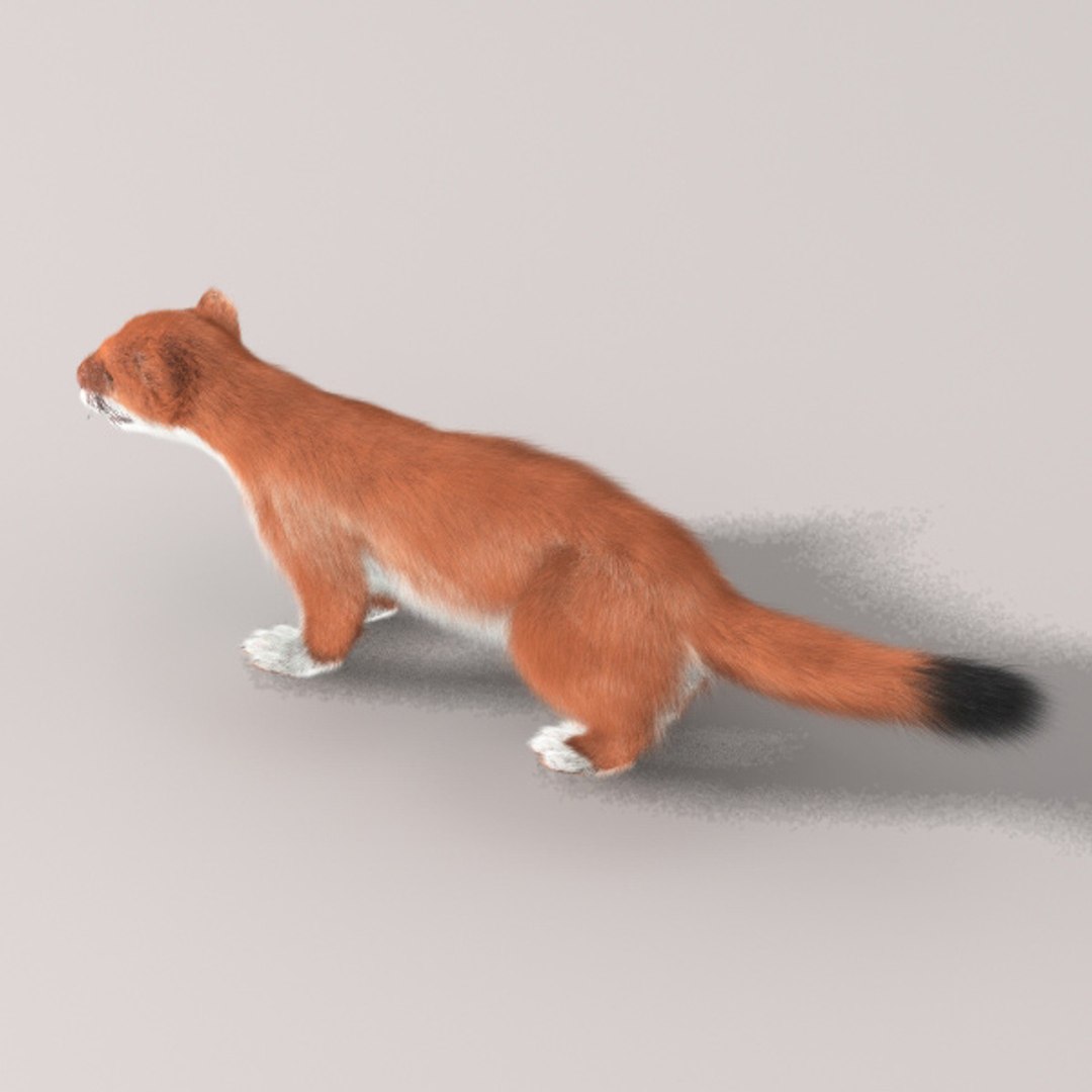 white ermine red 3d model